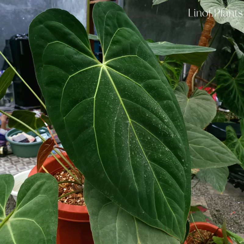 Jual Tanaman Hias Baby Anthurium Papillilaminum Legend not King of Spades | Shopee Indonesia