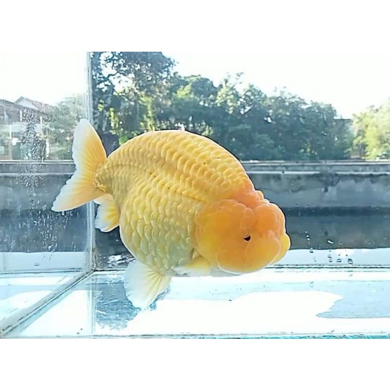 Jual Rancu jumbo / ikan mas koki rancu jumbo jambul / rancu jumbo lion ...