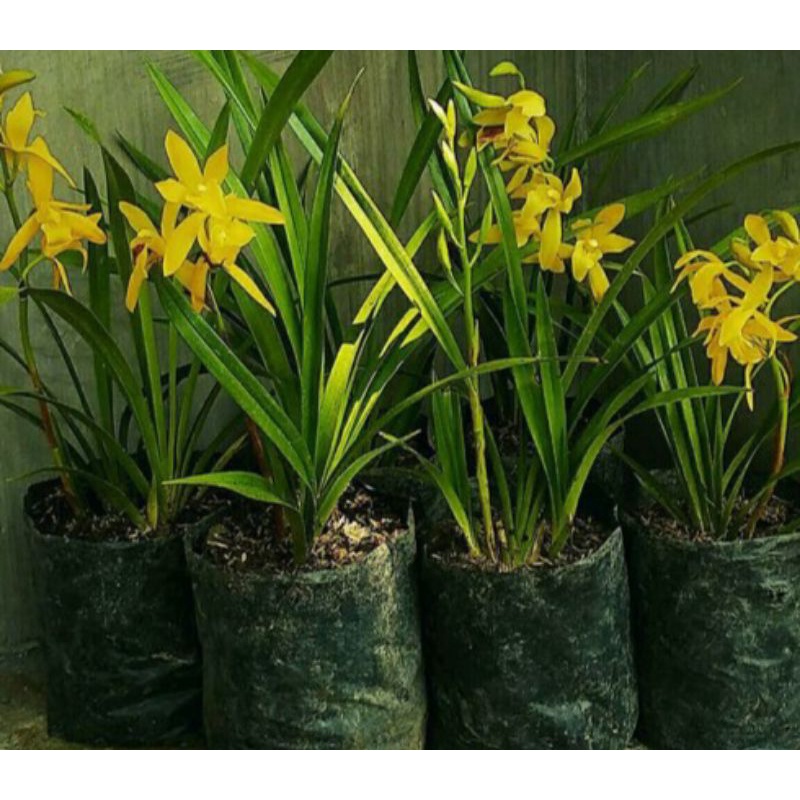 Jual anggrek kuning golden boy rimbun2-3plan anggrek tanah/media tanah ...