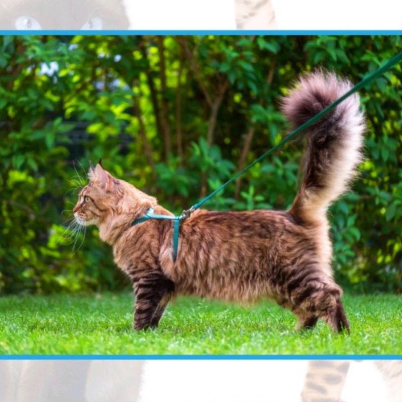 Jual Harnes Kucing & Anjing kecil Model H 1.5 POLOS tali kucing murah ...