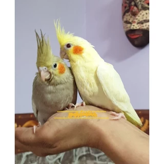 Jual Parkit Australia Terlengkap & Harga Terbaru Maret 2025 | Shopee Indonesia