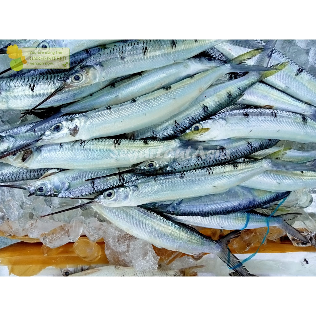 Jual Ikan Julung Julung Segar Ikan Kacang Kacang 1Kg | Shopee Indonesia Jual Ikan Julung Julung Segar Ikan Kacang Kacang 1Kg | Shopee Indonesia