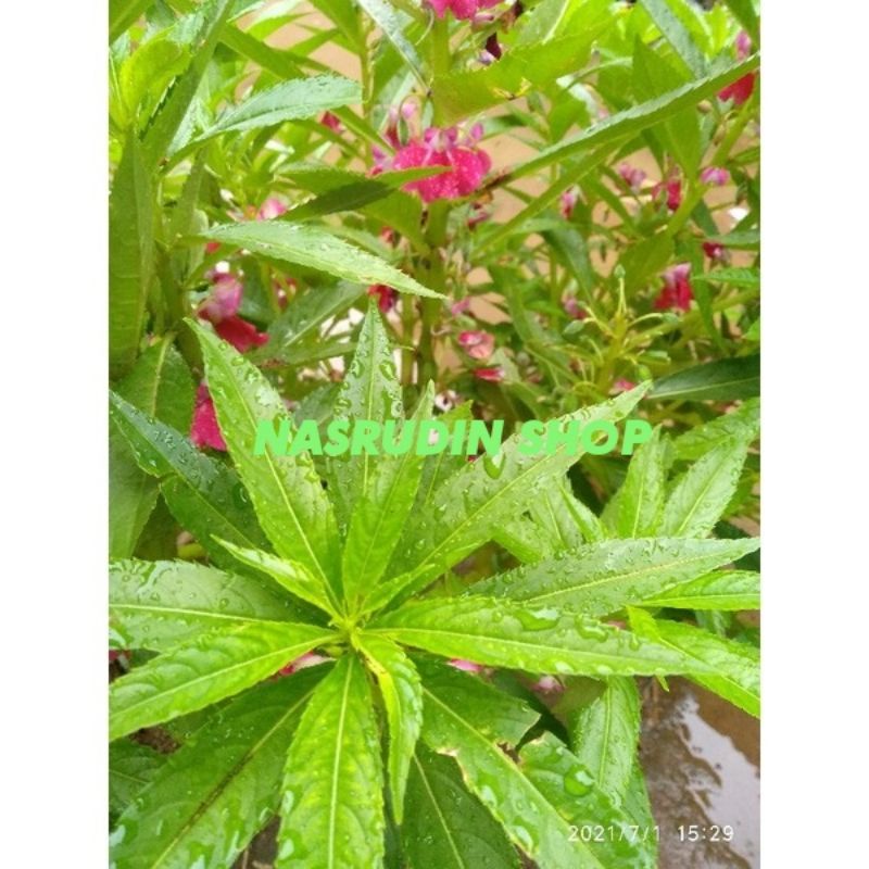 Jual BIBIT PACAR AIR CABUTAN / BIBIT DAUN PACAR AIR | Shopee Indonesia