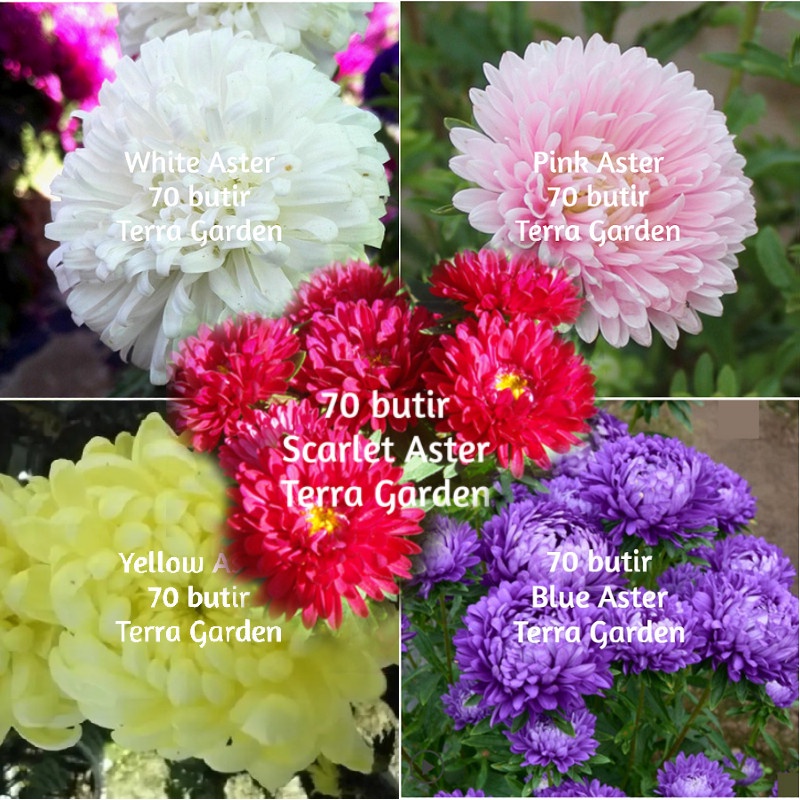 Jual Benih Bunga Biji Aster Putih Kuning Pink Biru 70 Seeds | Shopee ...