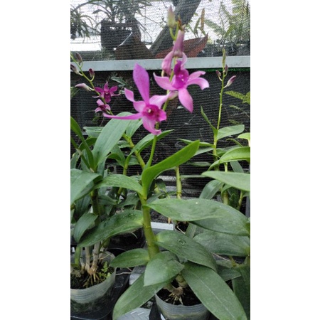 Jual Dendrobium Caesar Red x Caesar Warawan spike knop | Shopee Indonesia