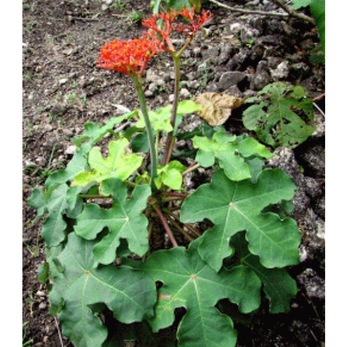 Jual Daun Jarak Bali Perlembar / Daun Jarak Botol / Daun Pohon Jarak ...
