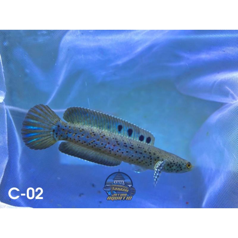 Jual Channa Orna YL SORTIRAN ( C-02 ) | Shopee Indonesia