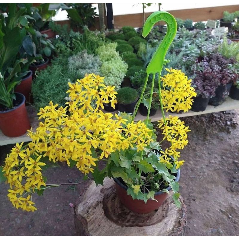 Jual bunga cinicio/senecio angulatus/rimbun/tanaman rambat/tanaman ...