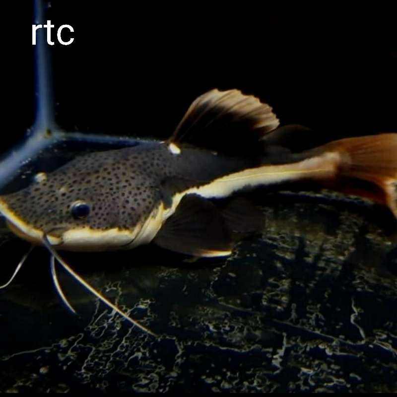 Jual ikan red tail catfish (RTC) | Shopee Indonesia