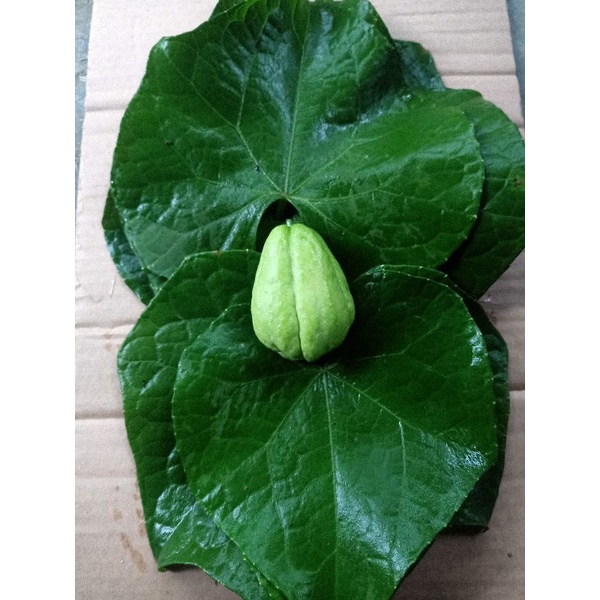 Jual daun labu Siam fresh 1 kg | Shopee Indonesia