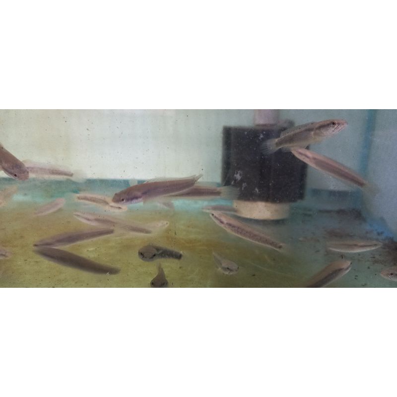 Jual blue pulchra 6 cm | Shopee Indonesia