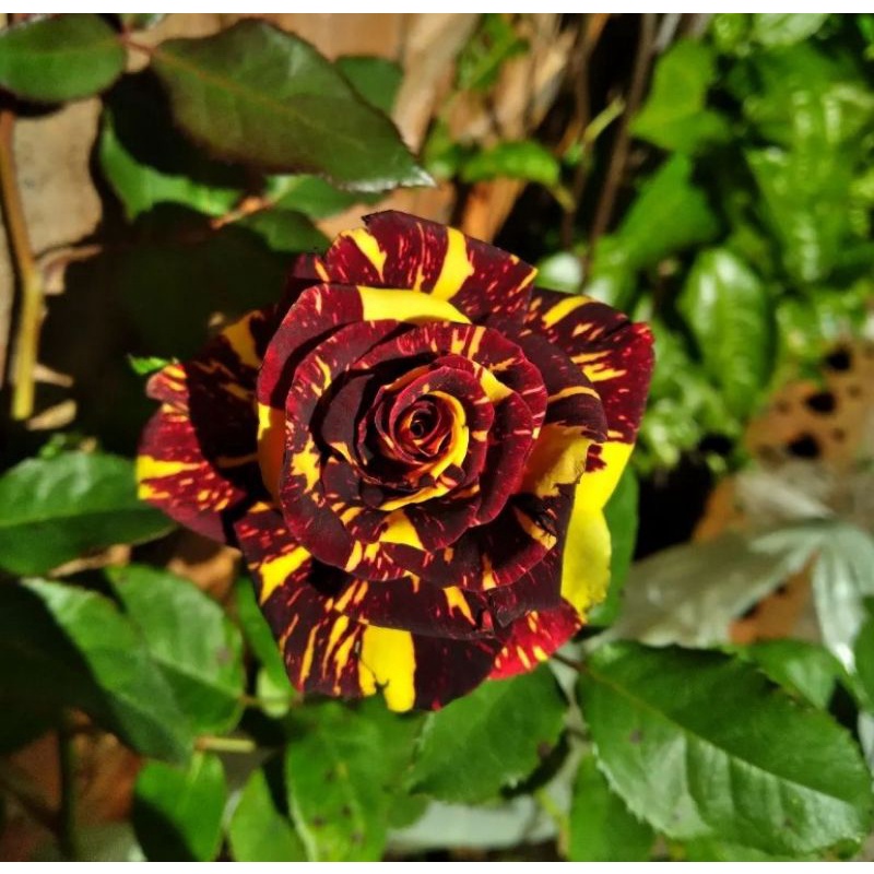 Jual BUNGA MAWAR BATIK HIBRID | Shopee Indonesia