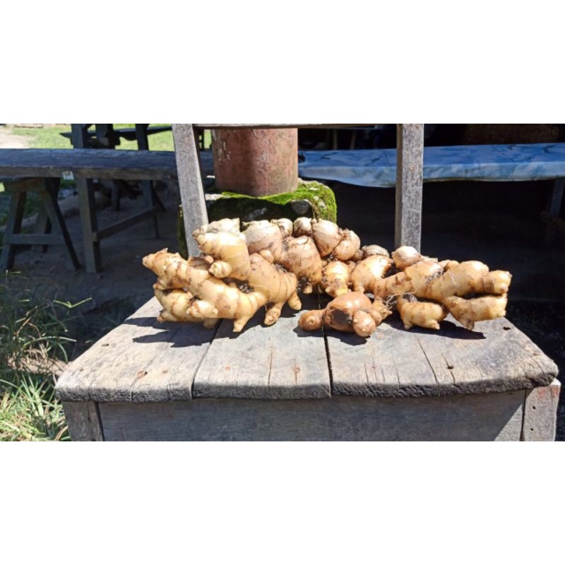 Jual JAHE GAJAH / JAHE PUTIH 1KG | Shopee Indonesia