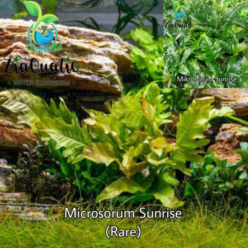 Jual Tanaman Aquascape Mikrosorum Sunrise (Rare/Langka) Pteropus ...