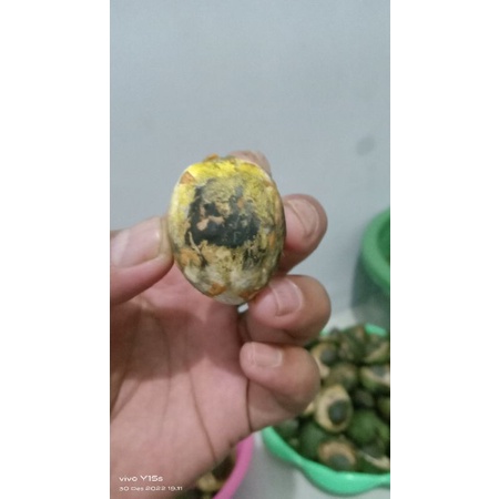 Jual Muncang Adu jenis panjangan Jawa Malangbong asli | Shopee Indonesia