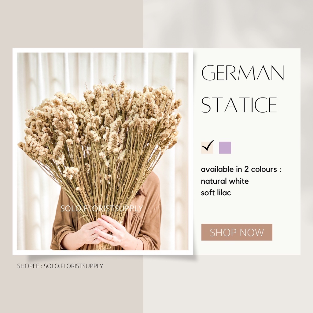 Jual GERMAN STATICE Dried Flowers bunga Kering asli white Cream dekor ...