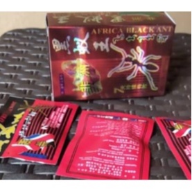 Jual Semut hitam / semut afrika / amerika /black ant | Shopee Indonesia