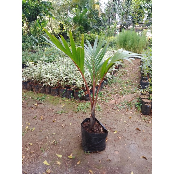Jual Tanaman Palem Merah Botol Cantik Mantab/ Bibit Pohon Palem Botol ... Jual Tanaman Palem Merah Botol Cantik Mantab/ Bibit Pohon Palem Botol ...