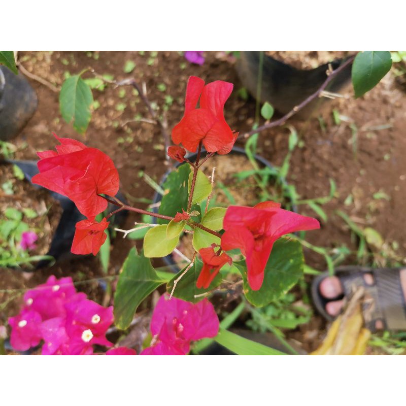 Jual bunga kertas merah / bogenvil red / bunga bogenpil / Bougainvillea ...