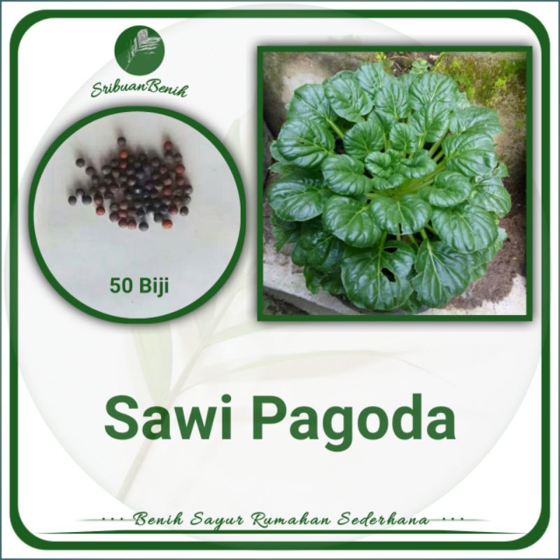 Jual 50 Benih Biji Sawi Pagoda Benih Sayur Rumahan Sederhana | Shopee ...