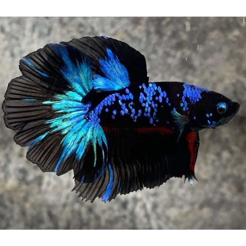 Jual halfmoon avatar gordon cowok saja | Shopee Indonesia