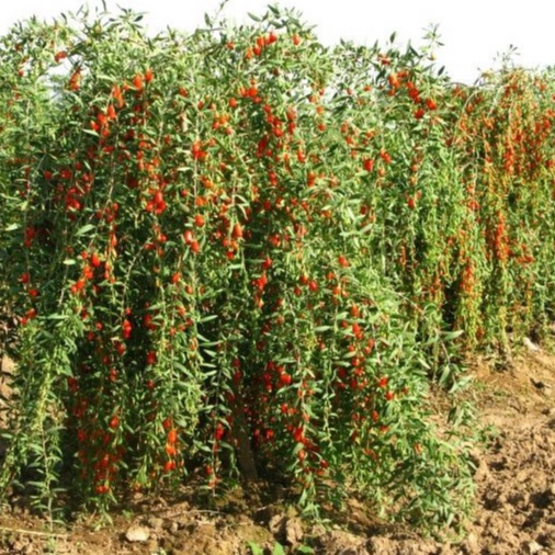 Jual PAKET isi paket: 5 Bibit Buah Goji Berry Manis Benih Tanaman Buah ...