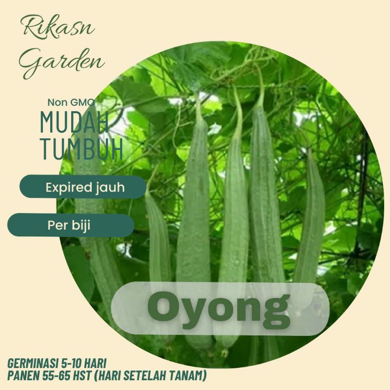Jual KHUSUS BATAM, BARELANG, BELAKANG PADANG benih biji bibit oyong ...