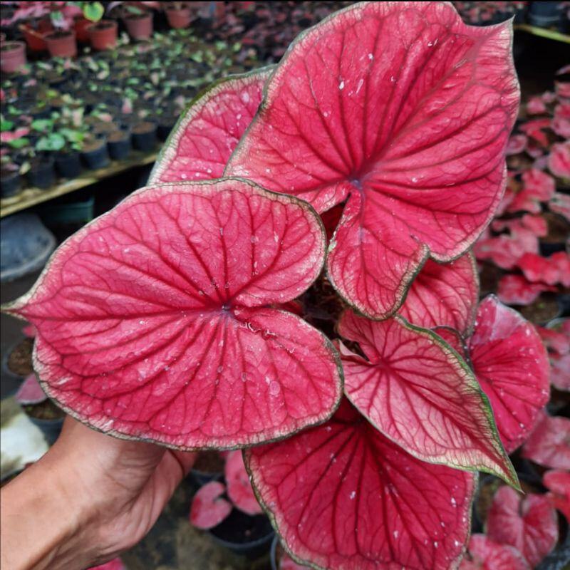 Jual keladi merah cantik/tanaman hias caladium red jaguar/tanaman hias ...