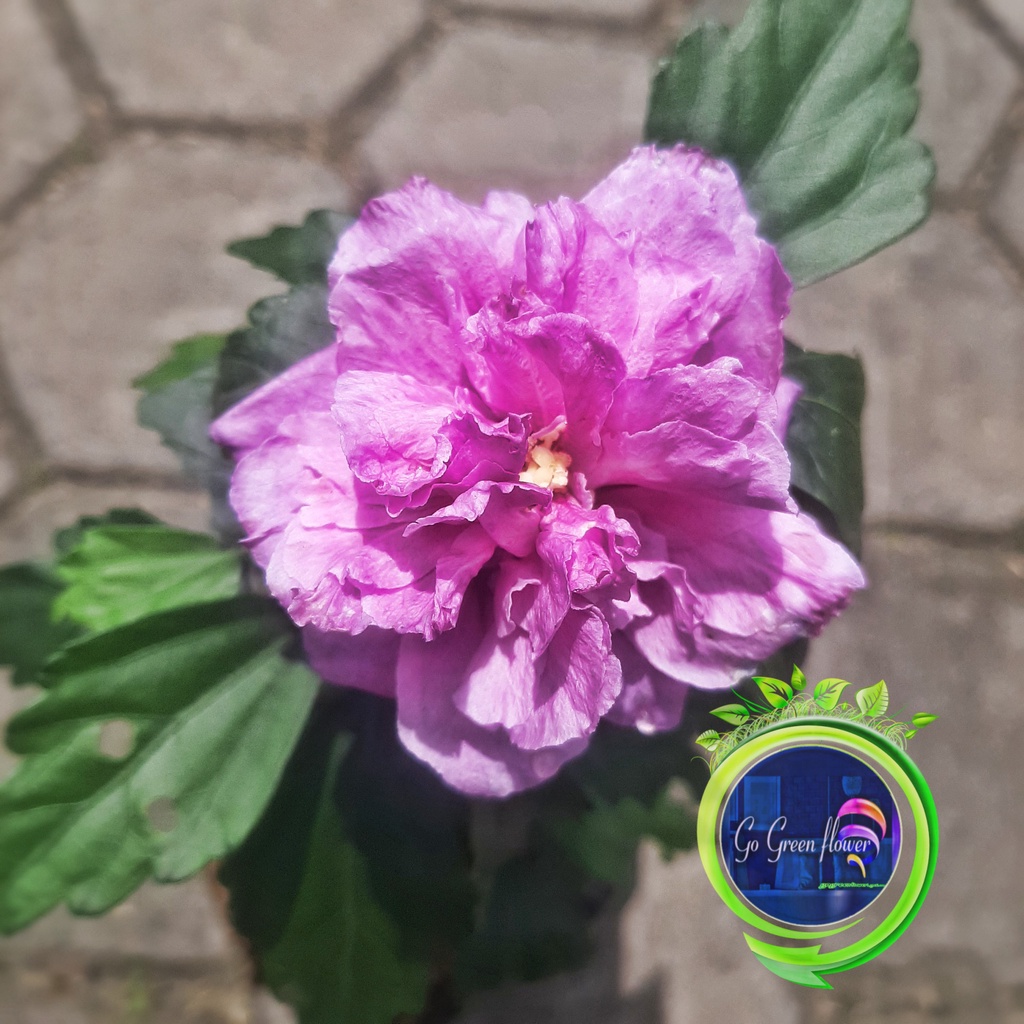 Jual HIBISCUS BUNGA TUMPUK UNGU tanaman herbal Bunga sepatu bunga ...