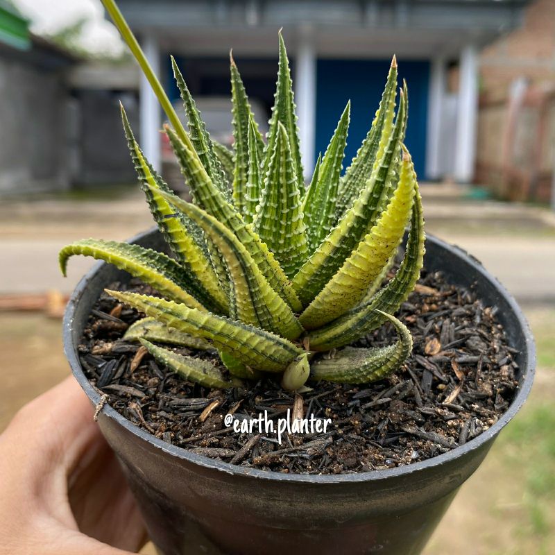 Jual Haworthia Fasciata Variegata | Indukan | Size pot 8 cm | Paket ...