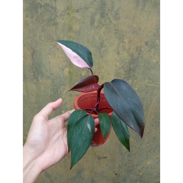 Jual philodendron pink princess | Shopee Indonesia