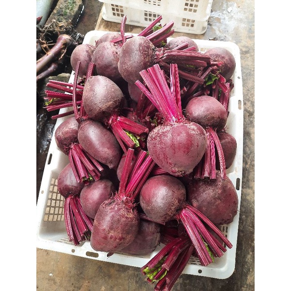 Jual buah bit segar 3kg | beetroot | Shopee Indonesia