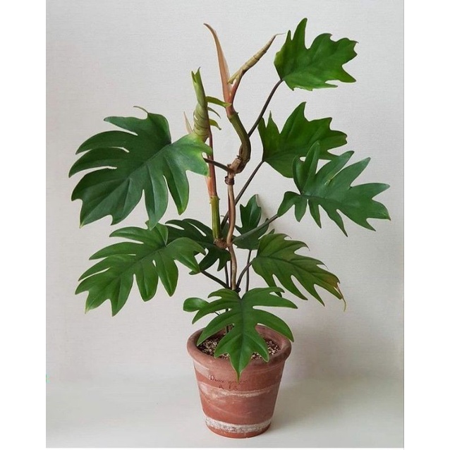 Jual tanaman hias philodendron mayoi - philo mayoi // Tanaman hias ...