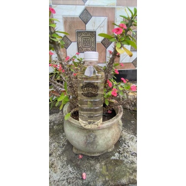 Jual moke premium khas flores NTT | Shopee Indonesia