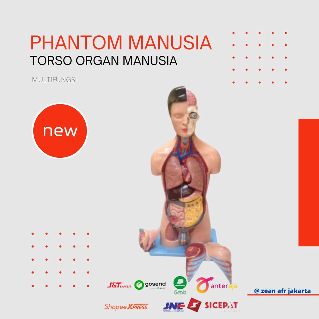 Jual Phantom/manekin/manikin/ torso organ tubuh manusia multifungsi ...