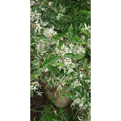 Jual Tanaman Hias Bunga Anting Putri Salju Bahan Bonsai - Pohon Anting ...
