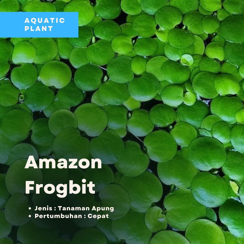Jual AMAZON FROGBIT FROG BIT / TANAMAN PENYERAP AMONIAK AIR MURAH ...