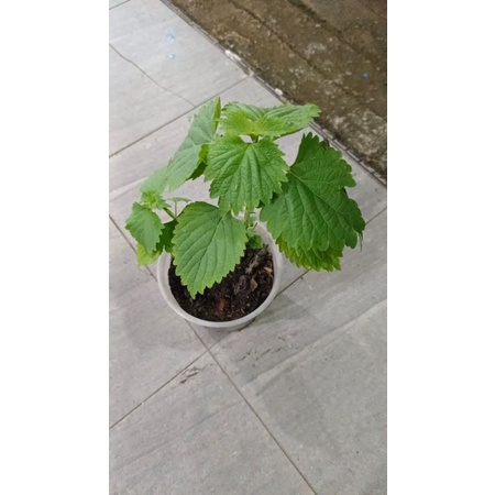 Jual BIBIT POHON DAUN MATCHO KALIMANTAN ( PENGUSIR BALA / DAUN SUCI ...