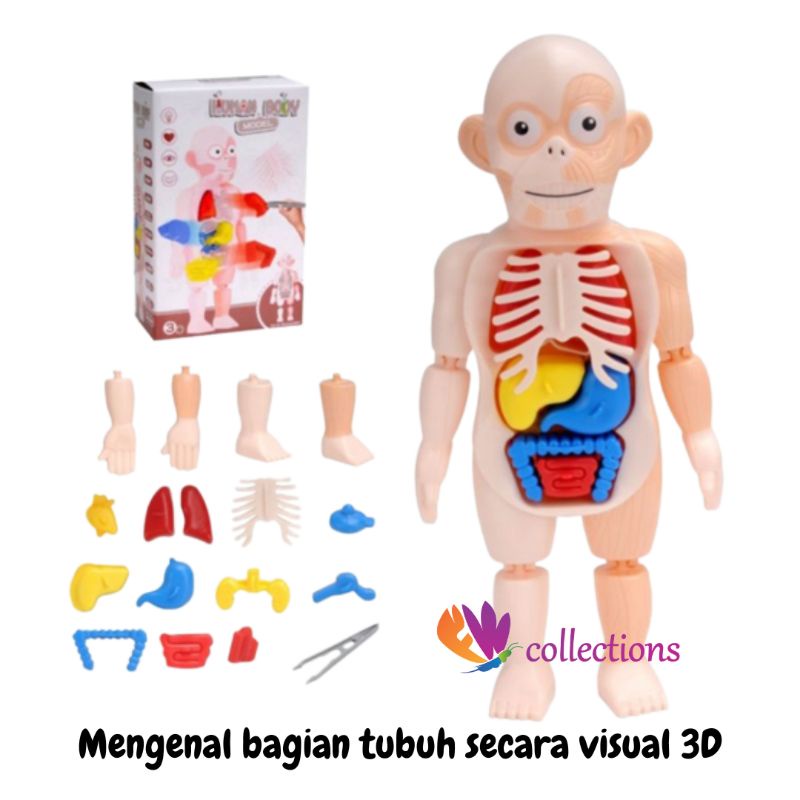 Jual Human Body Anatomy Mainan Edukasi Mengenal Bagian Tubuh Simulator Belajar Anak | Shopee ...