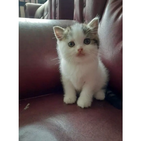 Jual KUCING KITTEN BSH BICOLOUR MOTIF LOVE || KITTEN BRITISH SHORT HAIR ...