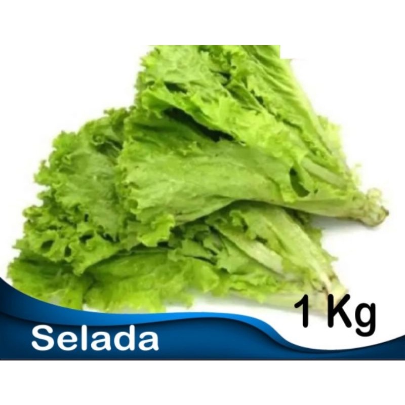 Jual Daun Selada 1kg | Shopee Indonesia