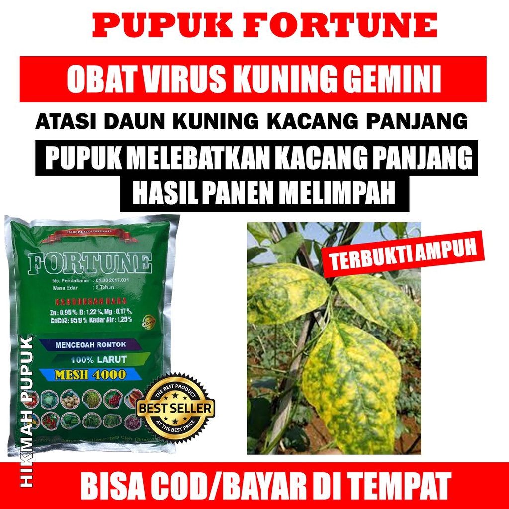 Jual FORTUNE Obat Virus Kuning Gemini & Keriting Daun Kacang Panjang ...