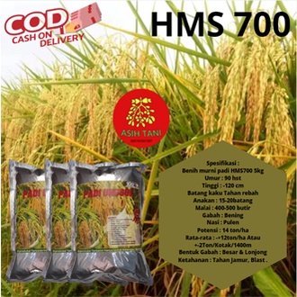 Jual Benih Padi Unggul HMS700 / Bibit Padi Unggul HMS700 1kg | Shopee Indonesia
