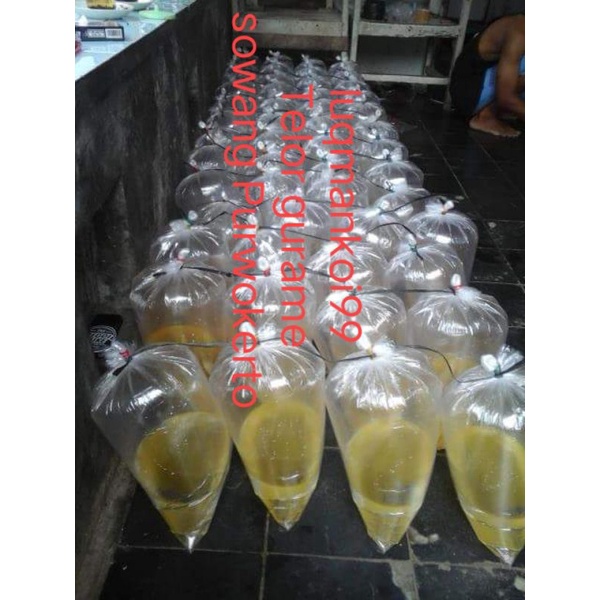 Jual telor gurame sowang per 1000 | Shopee Indonesia