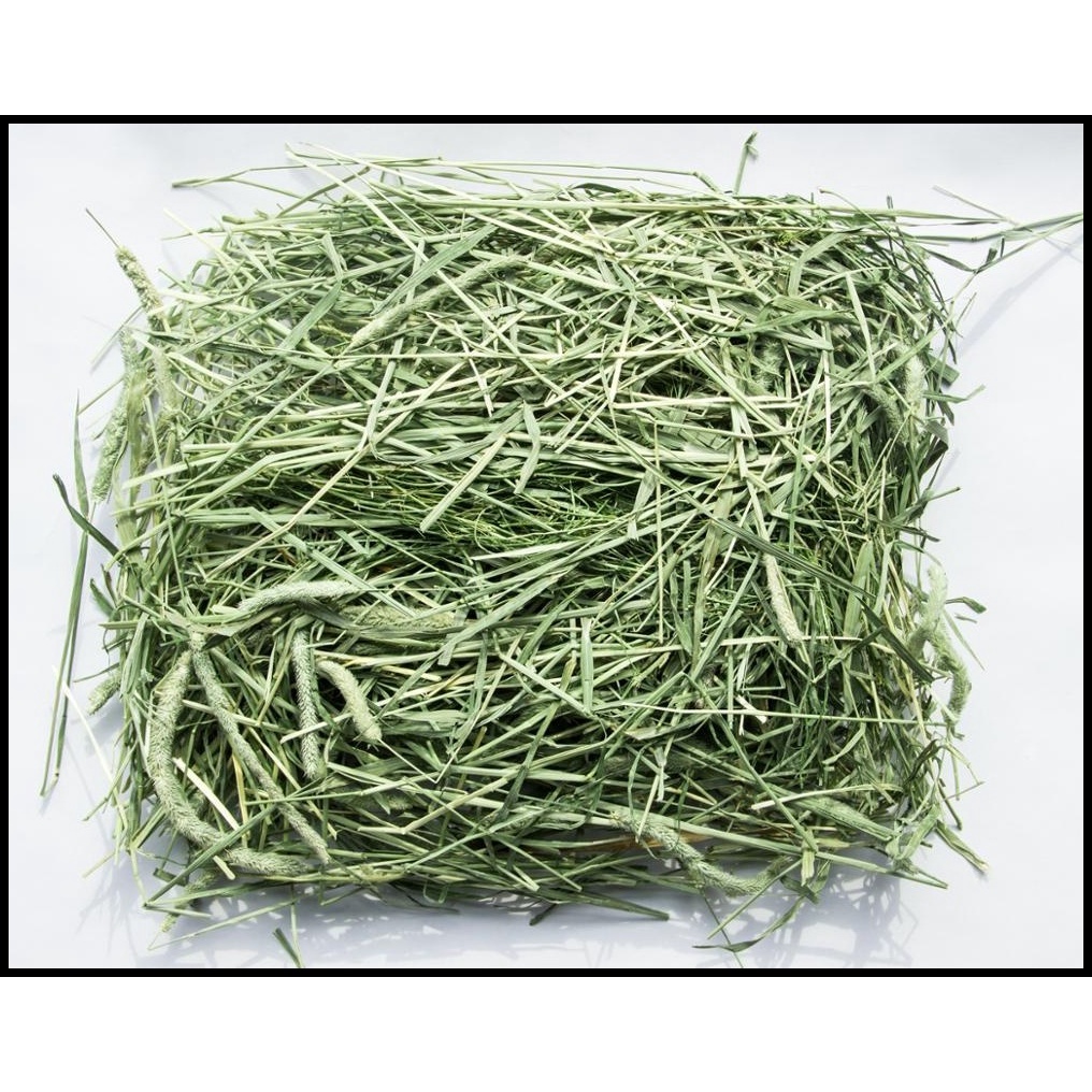 Jual Makanan PAKAN rumput torto kelinci turtle marmut TIMOTHY hay ...
