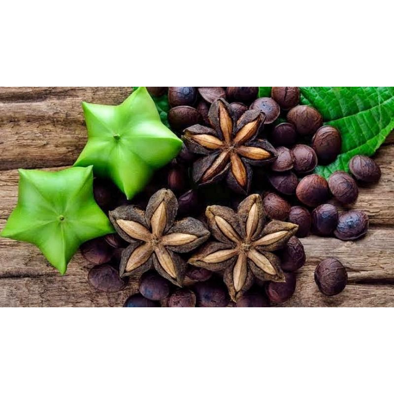 Jual benih kacang sacha inchi kacang inka | Shopee Indonesia