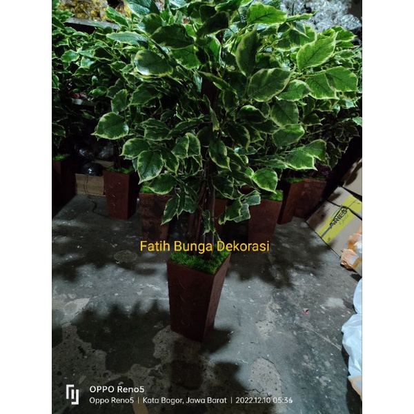 Jual Pohon Hias sinfu | Shopee Indonesia