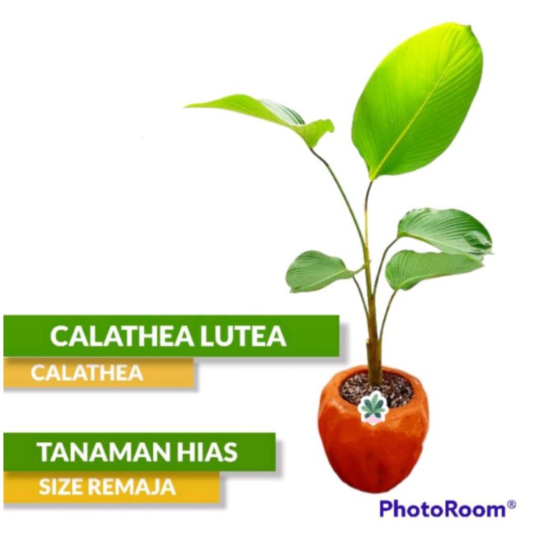 Jual calathea lutea pisang calathea calathea badak kalatea luthea ... Jual calathea lutea pisang calathea calathea badak kalatea luthea ...