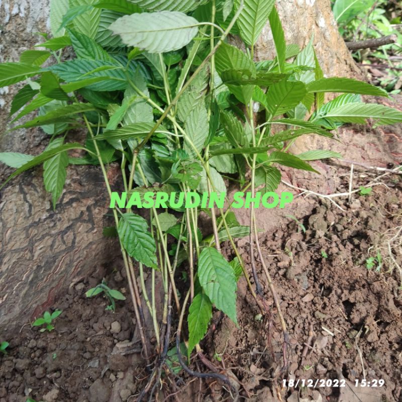 Jual BIBIT KAYU AFRIKA 30 POHON / BIBIT AFRIKA KAYU CABUTAN SIAP TANAM ...