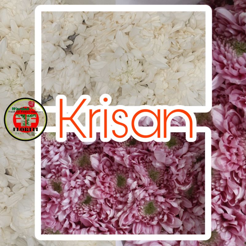 Jual Bunga Krisan Per 2 Ikat (20 Tangkai) | Shopee Indonesia